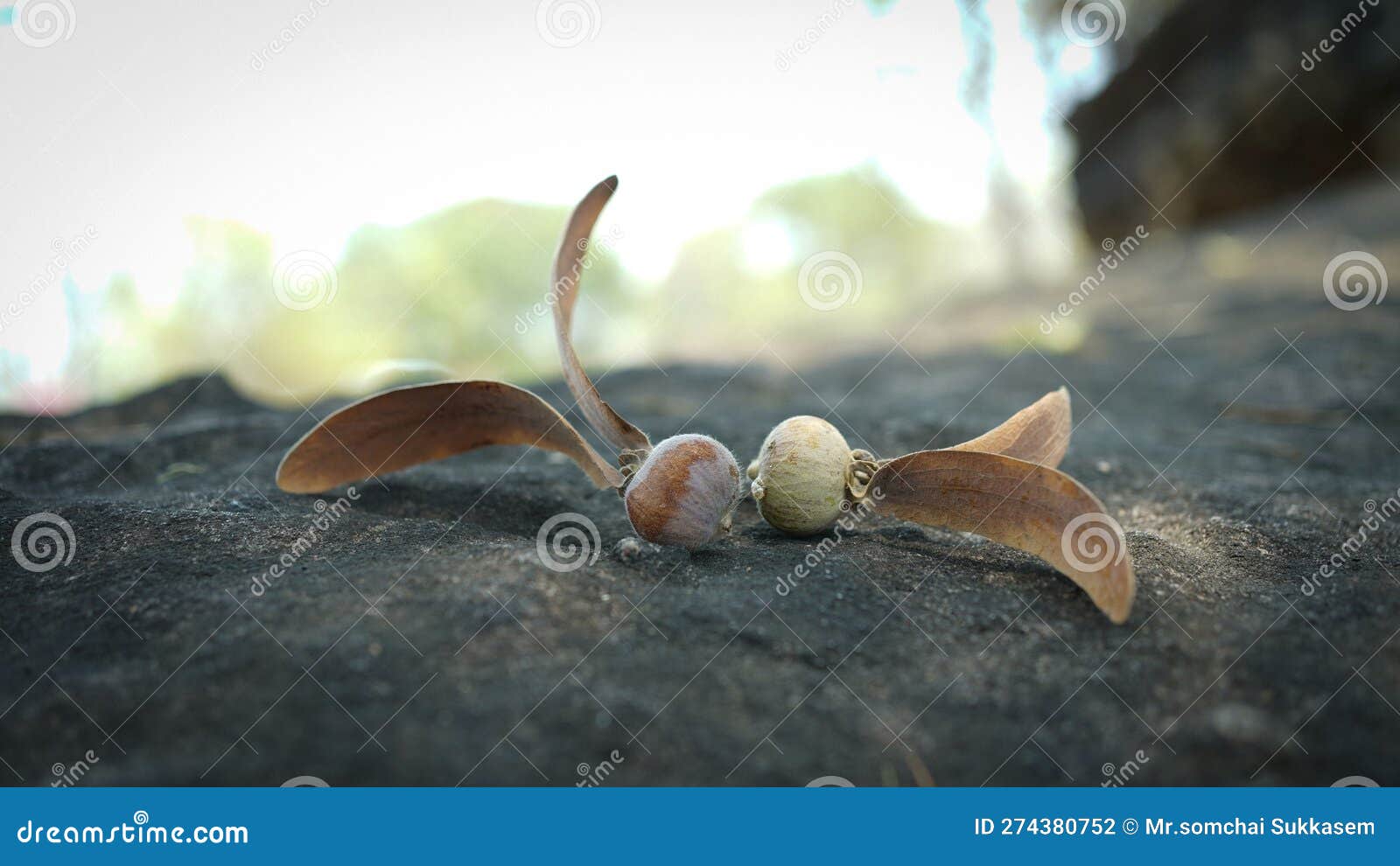 Dipterocarpus Alatus, Flying Seed of Dipterocarpus Tree on Stone Face ...