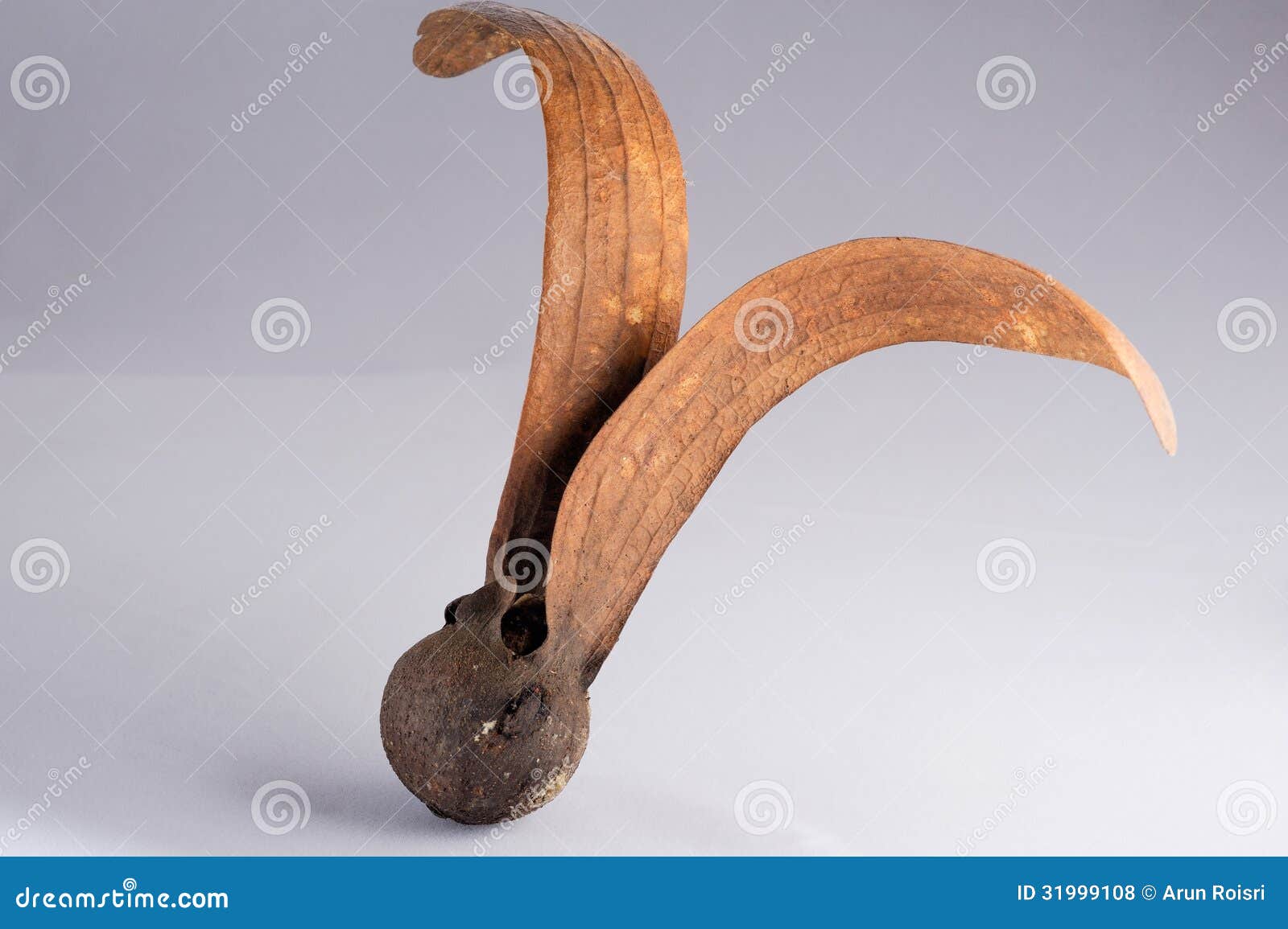 Dipterocarpus Obtusifolius Royalty Free Stock Photos - Image: 31999108