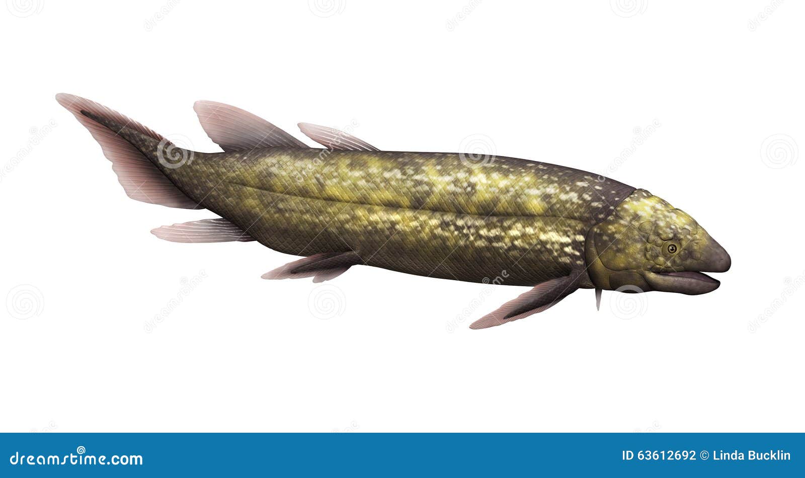 Dipterus - Prehistoric Fish Stock Illustration - Illustration of render ...