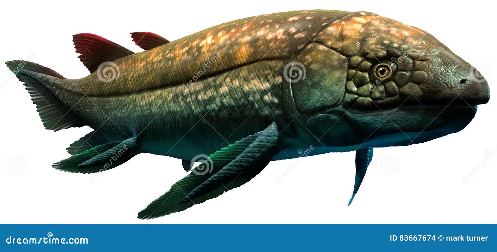 Dipterus stock illustration. Illustration of marine, fish - 83667674