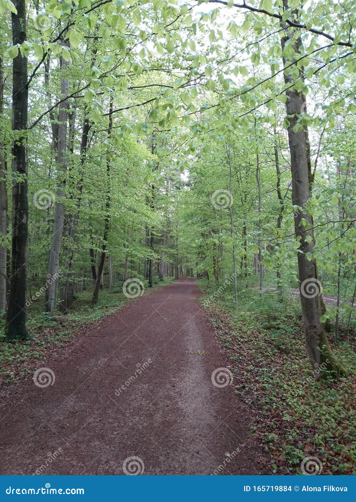 Direct Forest Road in the Summer Deciduous Forest Editorial Stock Image ...