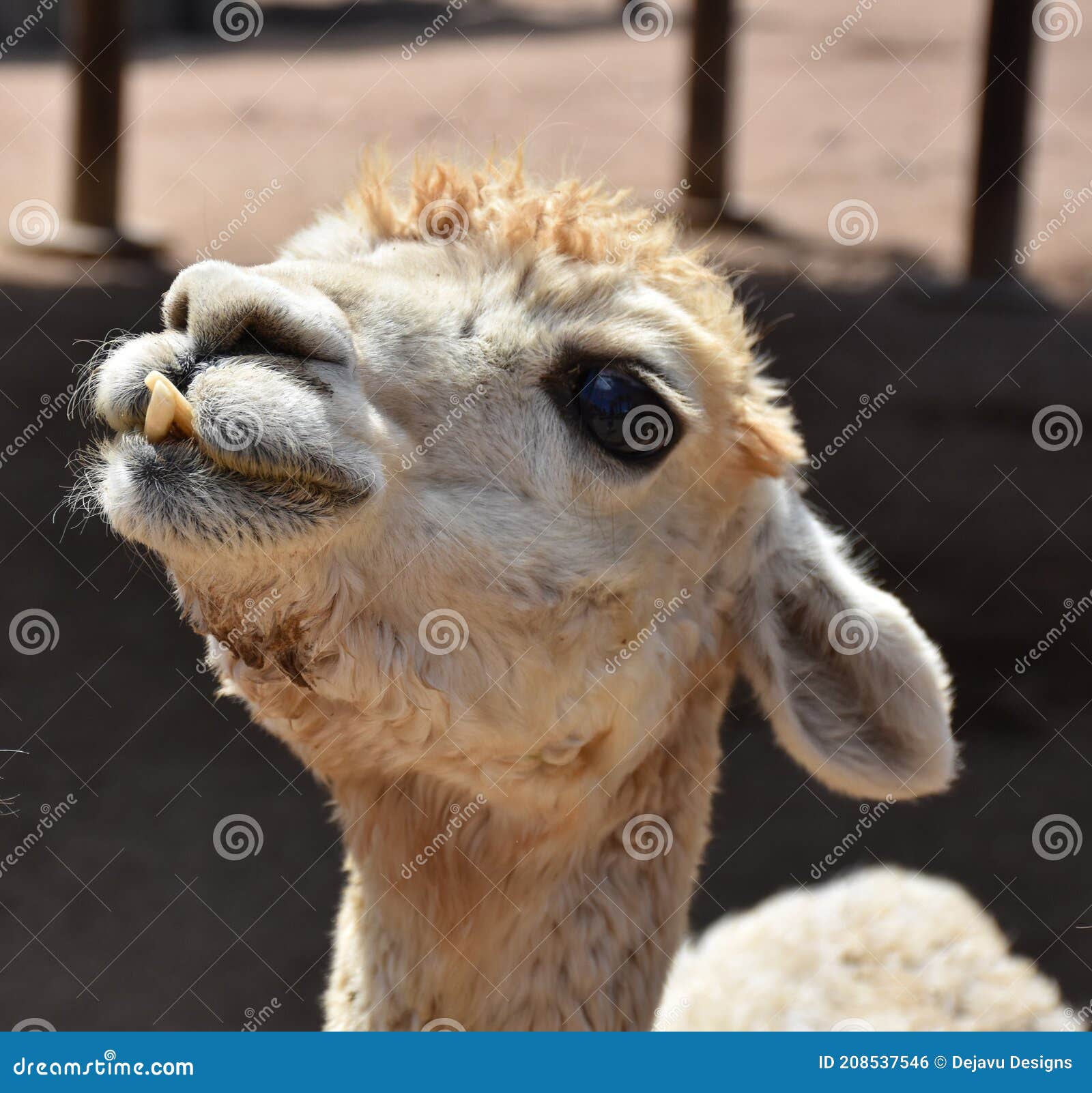 Direct Look into the Face of an Alpaca Stock Photo - Image of wildlife ...