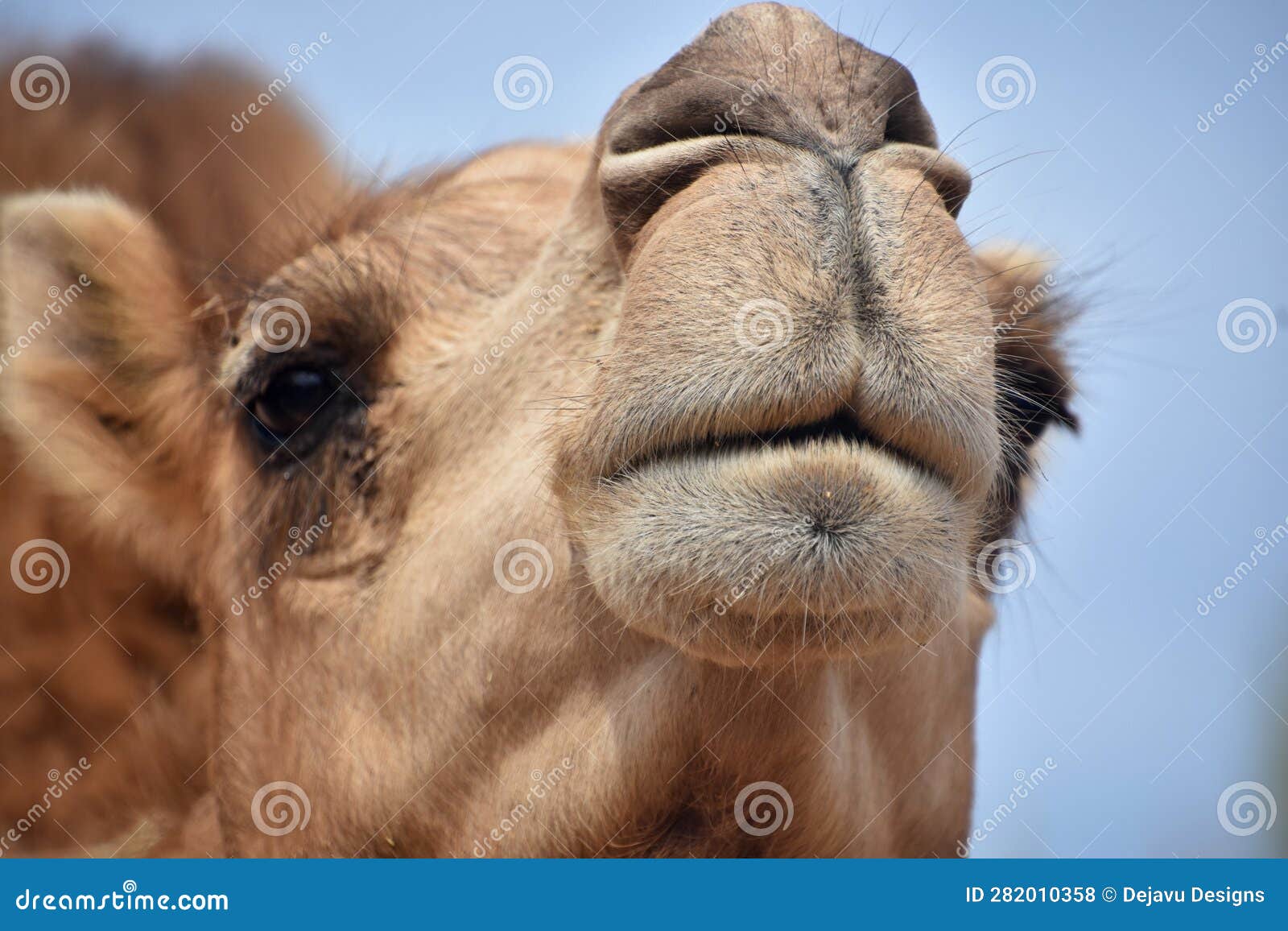 Direct Look into the Face of a Camel Stock Photo - Image of mouth, wild ...