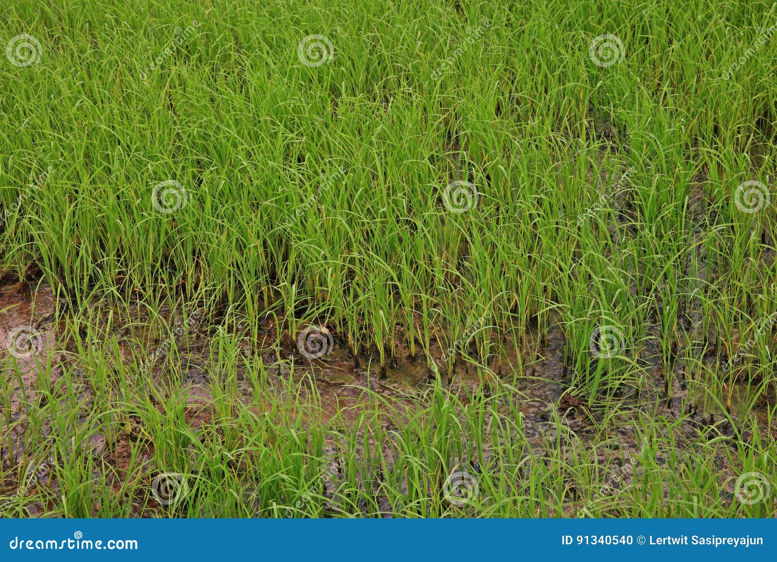 Direct Seeded Rice At Early Vegetative Stage In Rice Field Stock ...