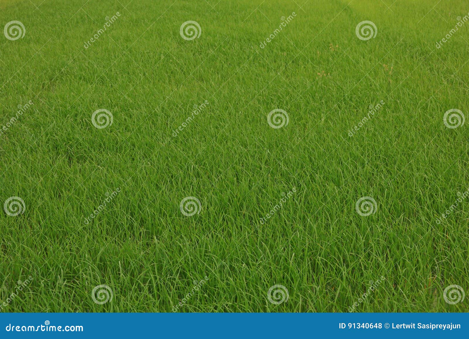 Direct Seeded Rice At Early Vegetative Stage In Rice Field Stock ...