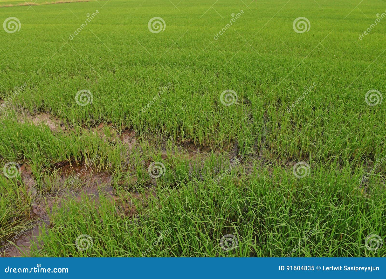 Direct Seeded Rice At Early Vegetative Stage In Rice Field Stock ...
