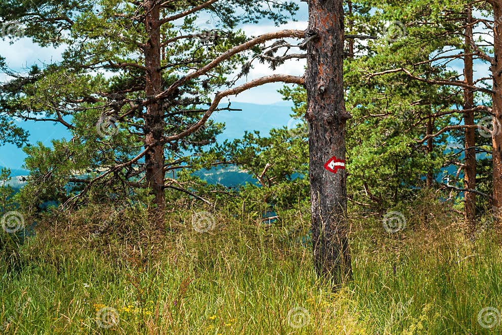 Direction Arrow for Guiding and Navigation through the Forest on Pine ...