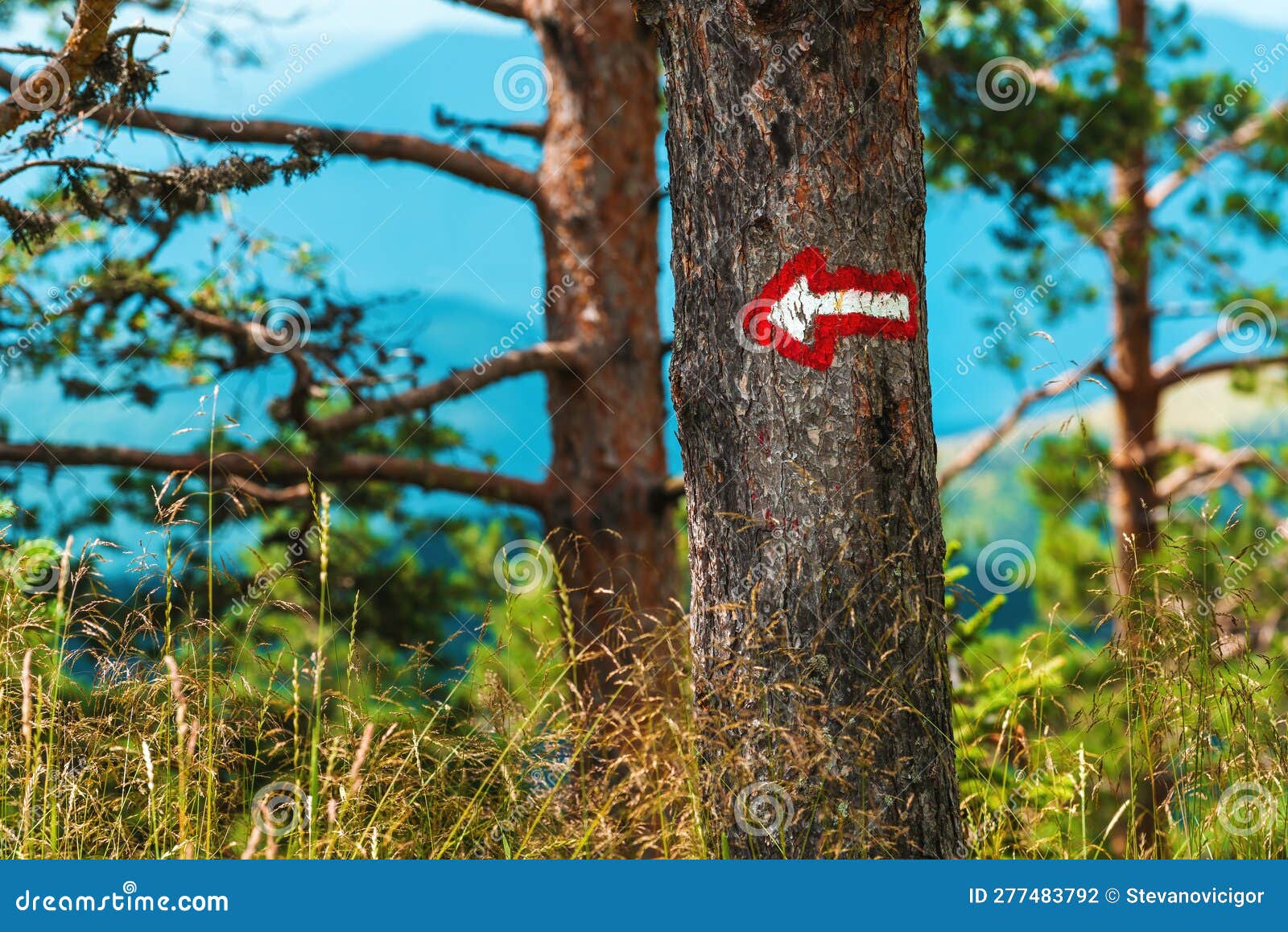 Direction Arrow for Guiding and Navigation through the Forest on Pine ...
