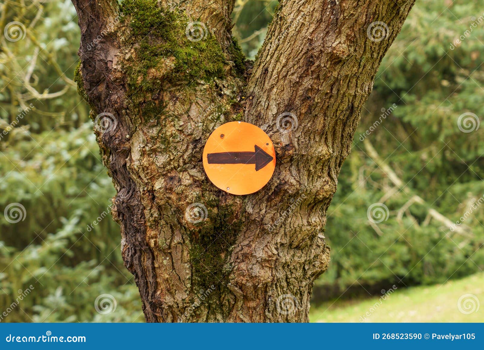 Direction Arrow Sign on a Tree Stock Photo - Image of ecological, tree ...