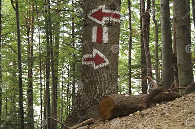 Direction Indicator in the Forest Stock Photo - Image of dilemma ...