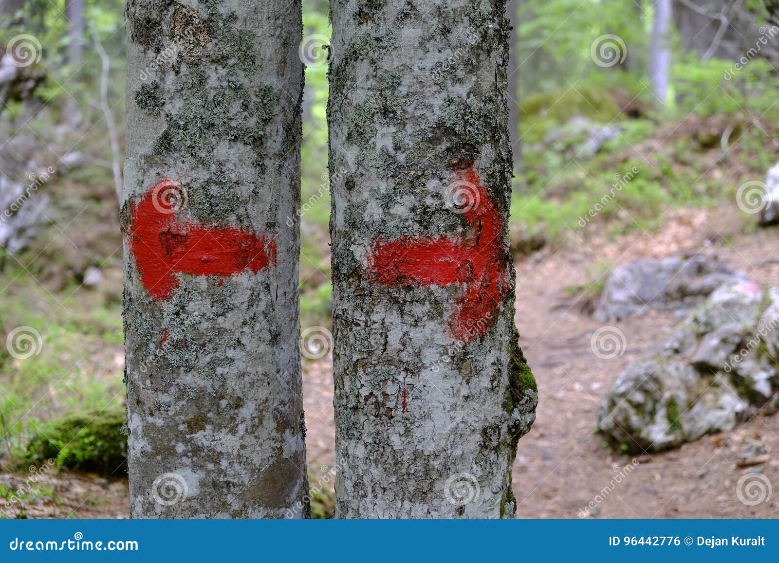 Direction mark on trees stock photo. Image of wood, forest - 96442776