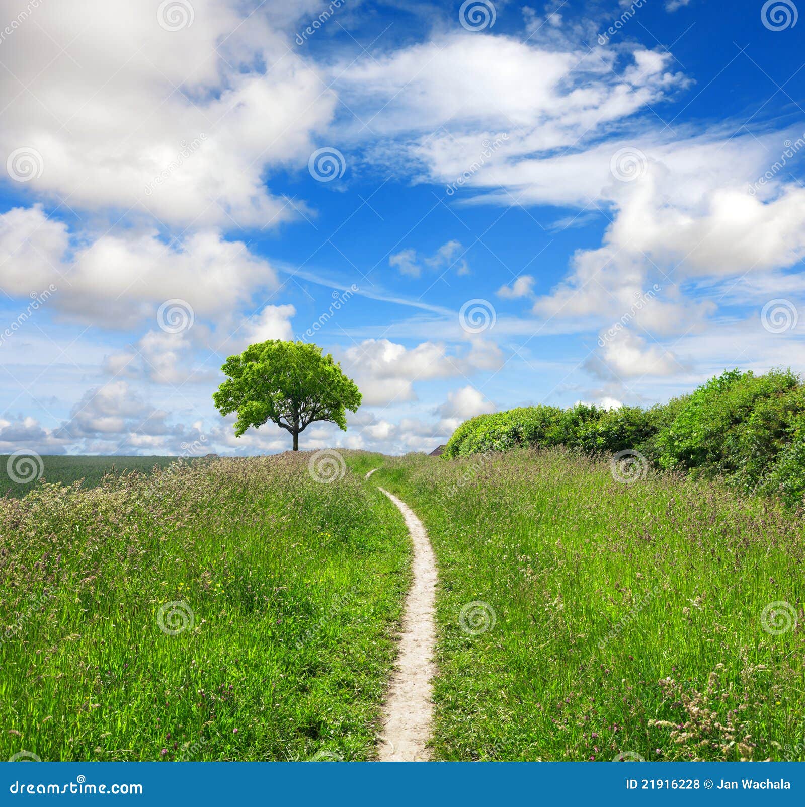 Direction of nature stock photo. Image of path, park - 21916228