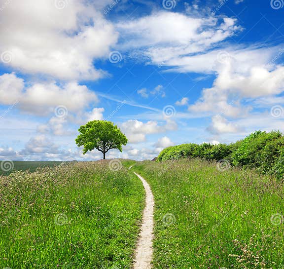 Direction of nature stock photo. Image of path, park - 21916228