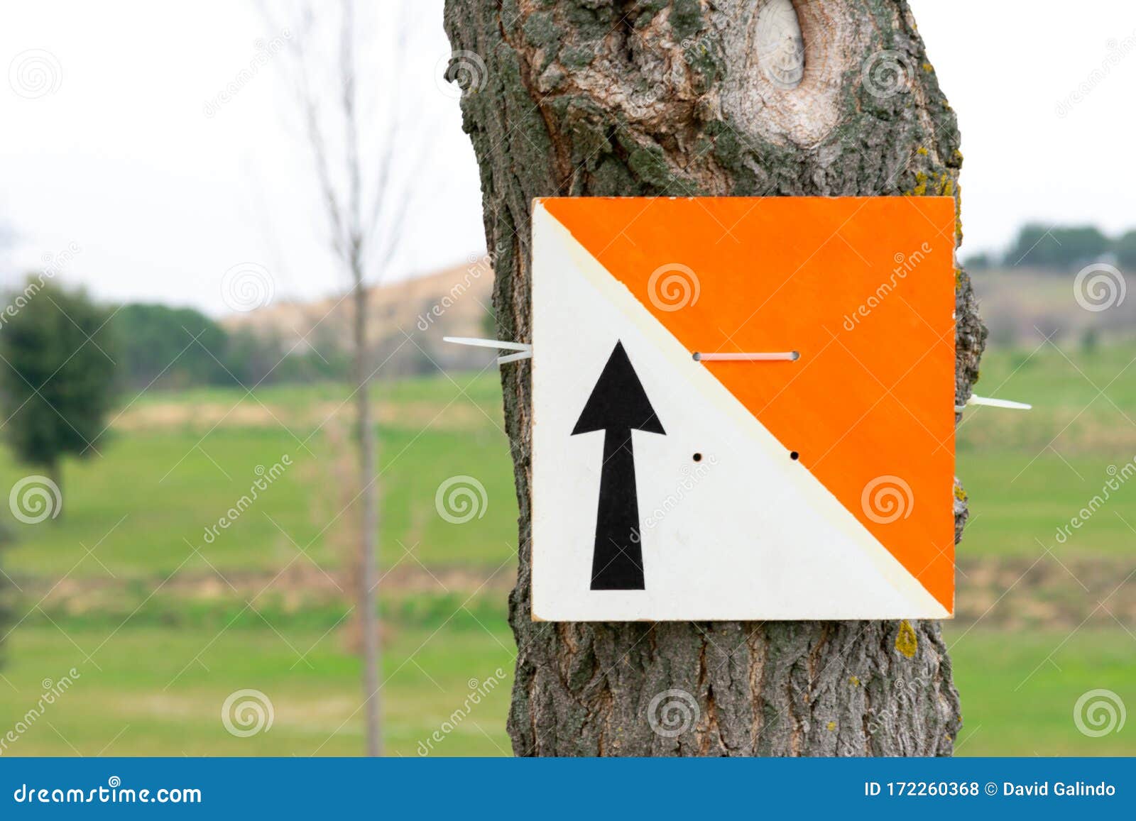 Direction Sign Attached To the Trunk of a Tree Stock Photo - Image of ...