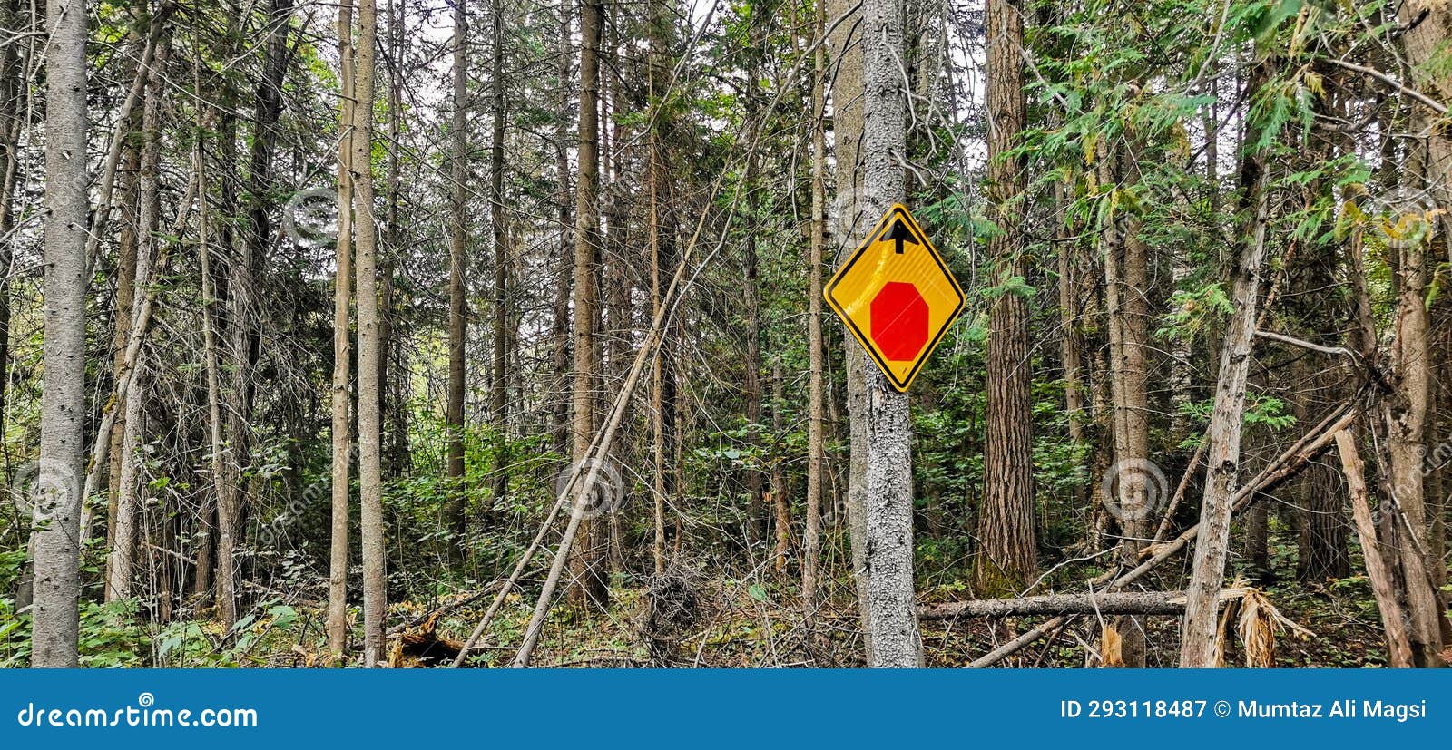 Direction Sign on the Tree in Forest Stock Image - Image of vector ...