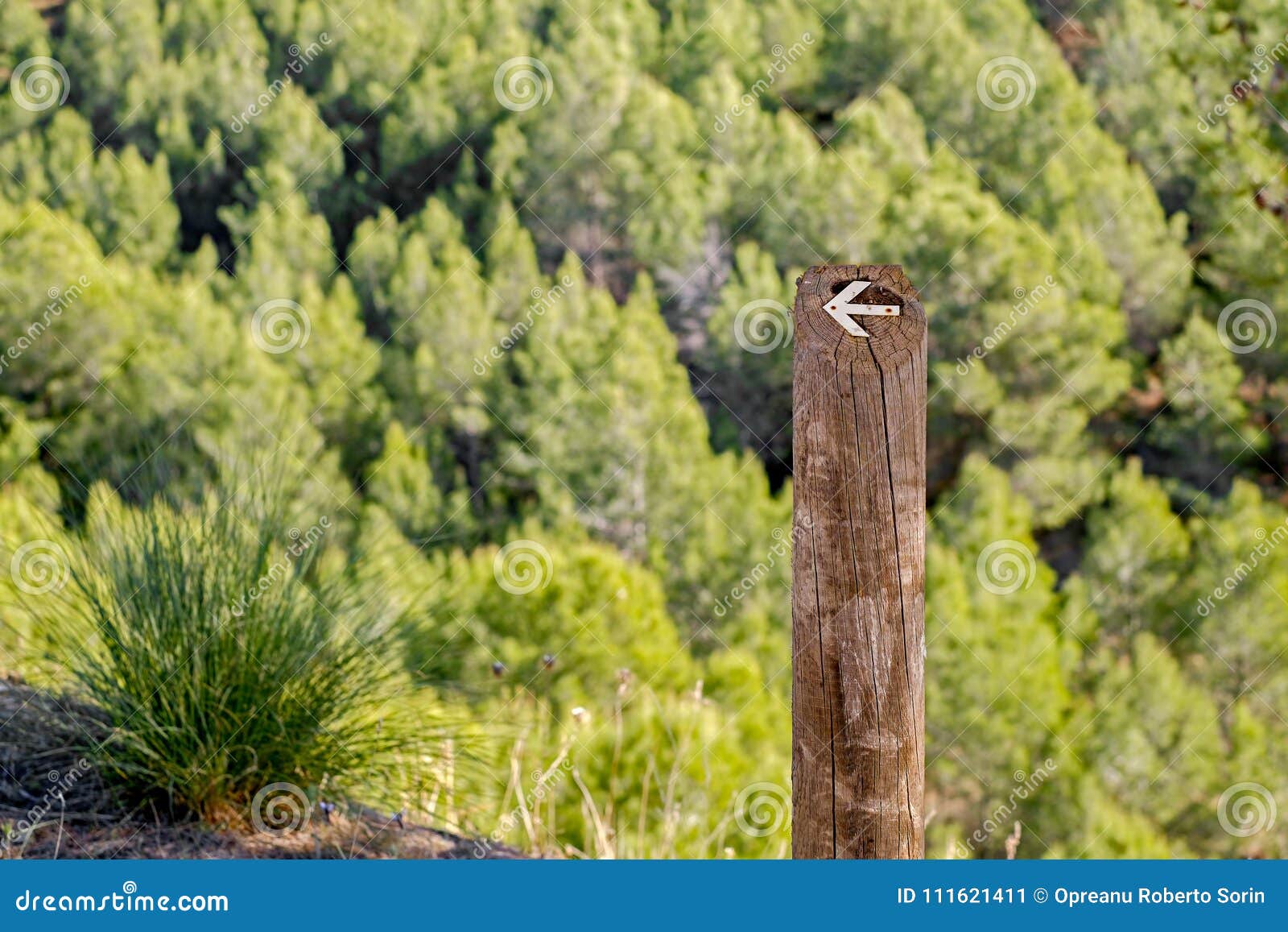 Direction Signs on a Pole in the Forest Stock Image - Image of ...