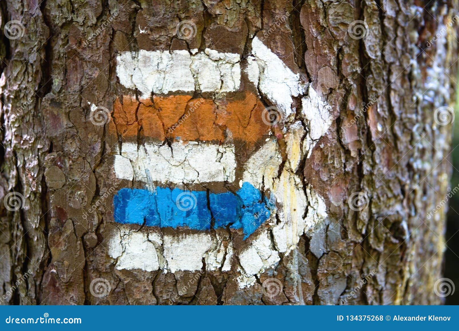 Direction Signs Route Drawn on the Tree Stock Photo - Image of ...