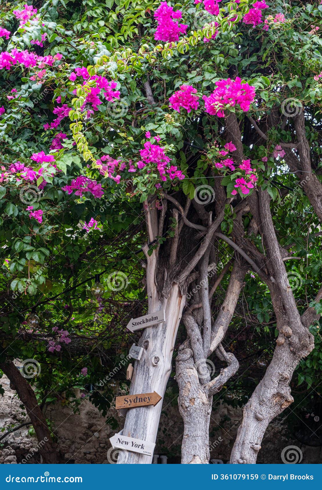 Direction Signs on Tree in Rhodes Greece Stock Image - Image of tourism ...