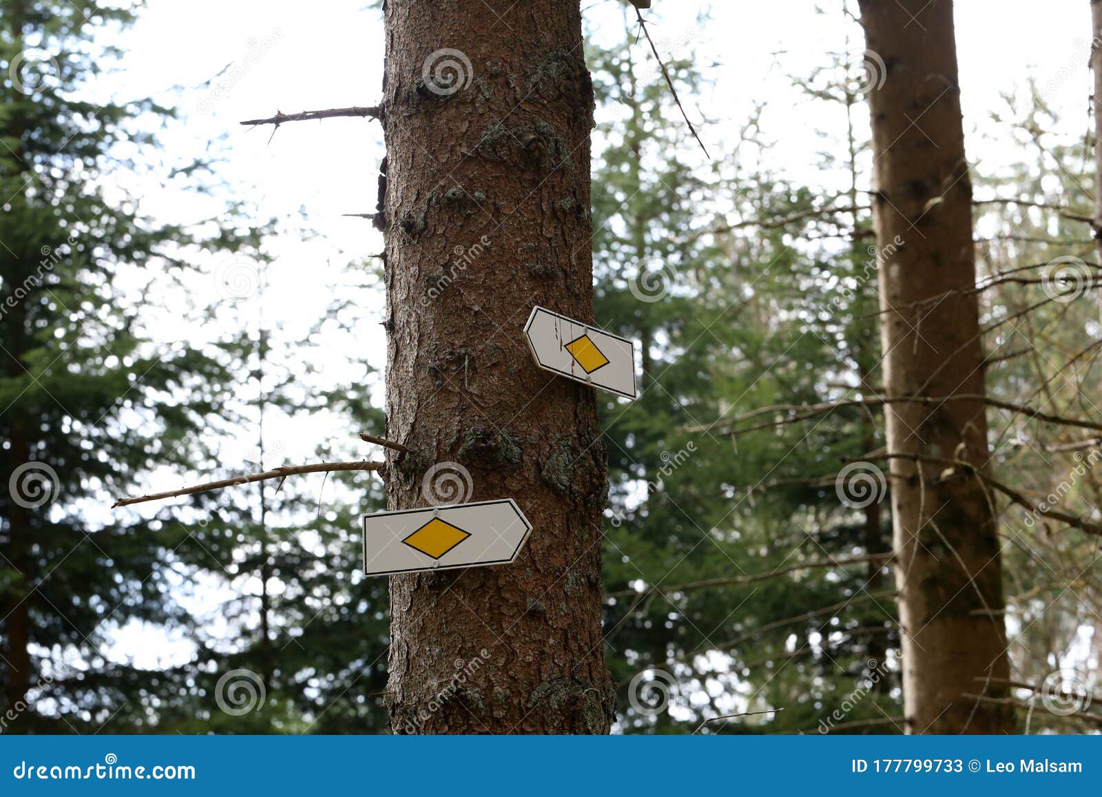 Direction Signs on Trees in the Forest Stock Image - Image of forking ...