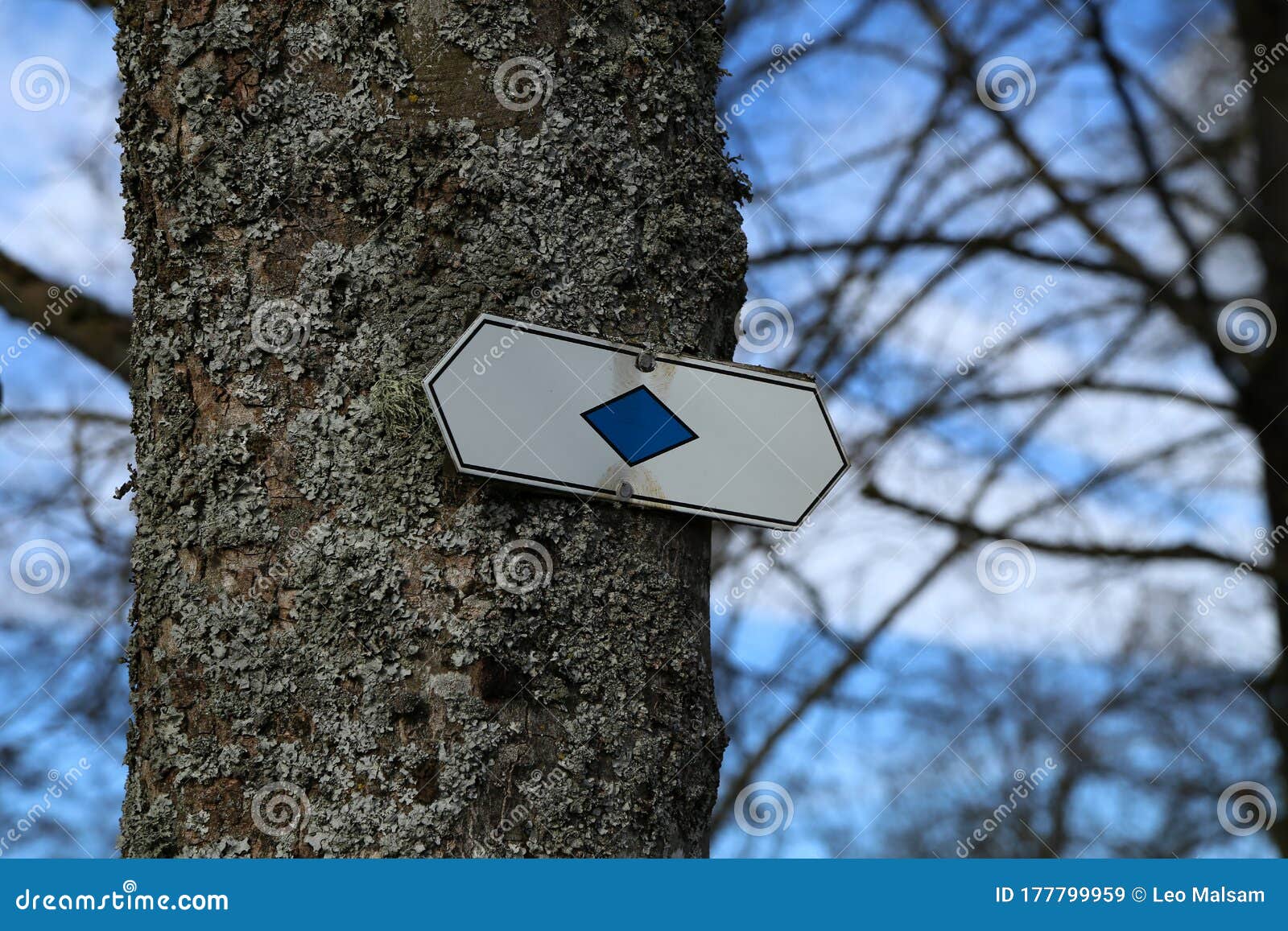 Direction Signs on Trees in the Forest Stock Image - Image of ...