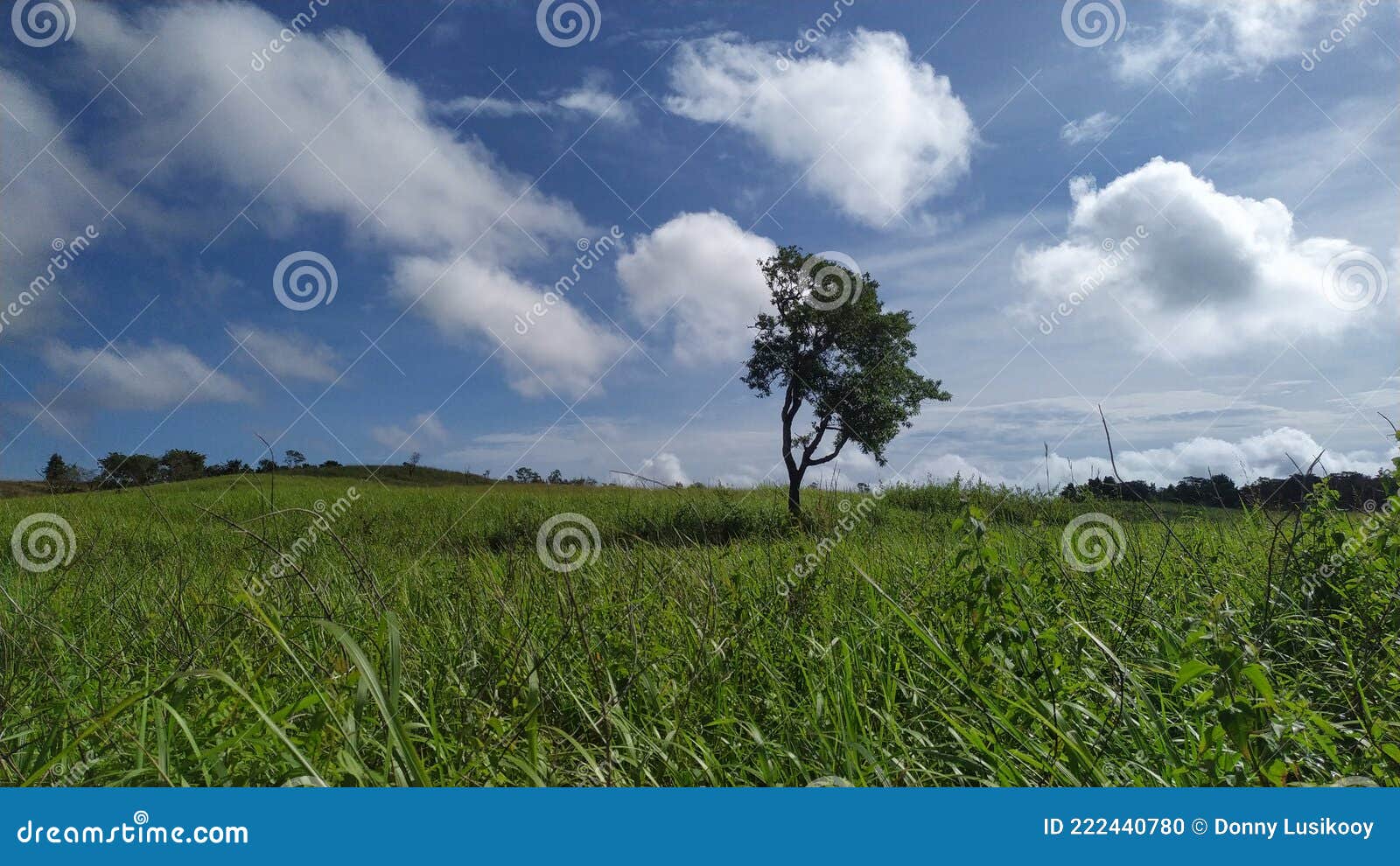 Direction Tree and Timepiece Stock Photo - Image of tree, plant: 222440780