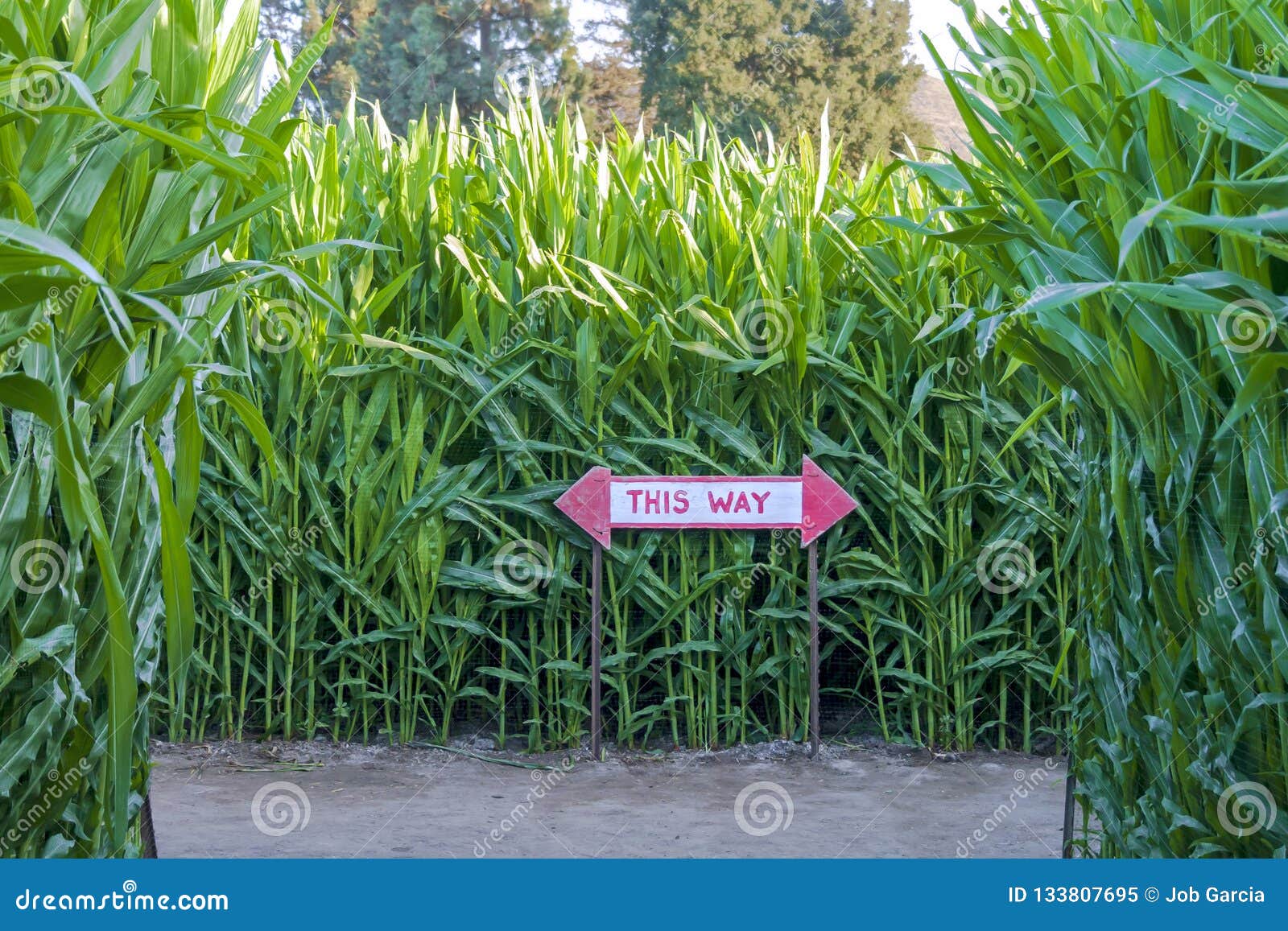 Corn Maze with Directional Sign Stock Image - Image of game, maize ...