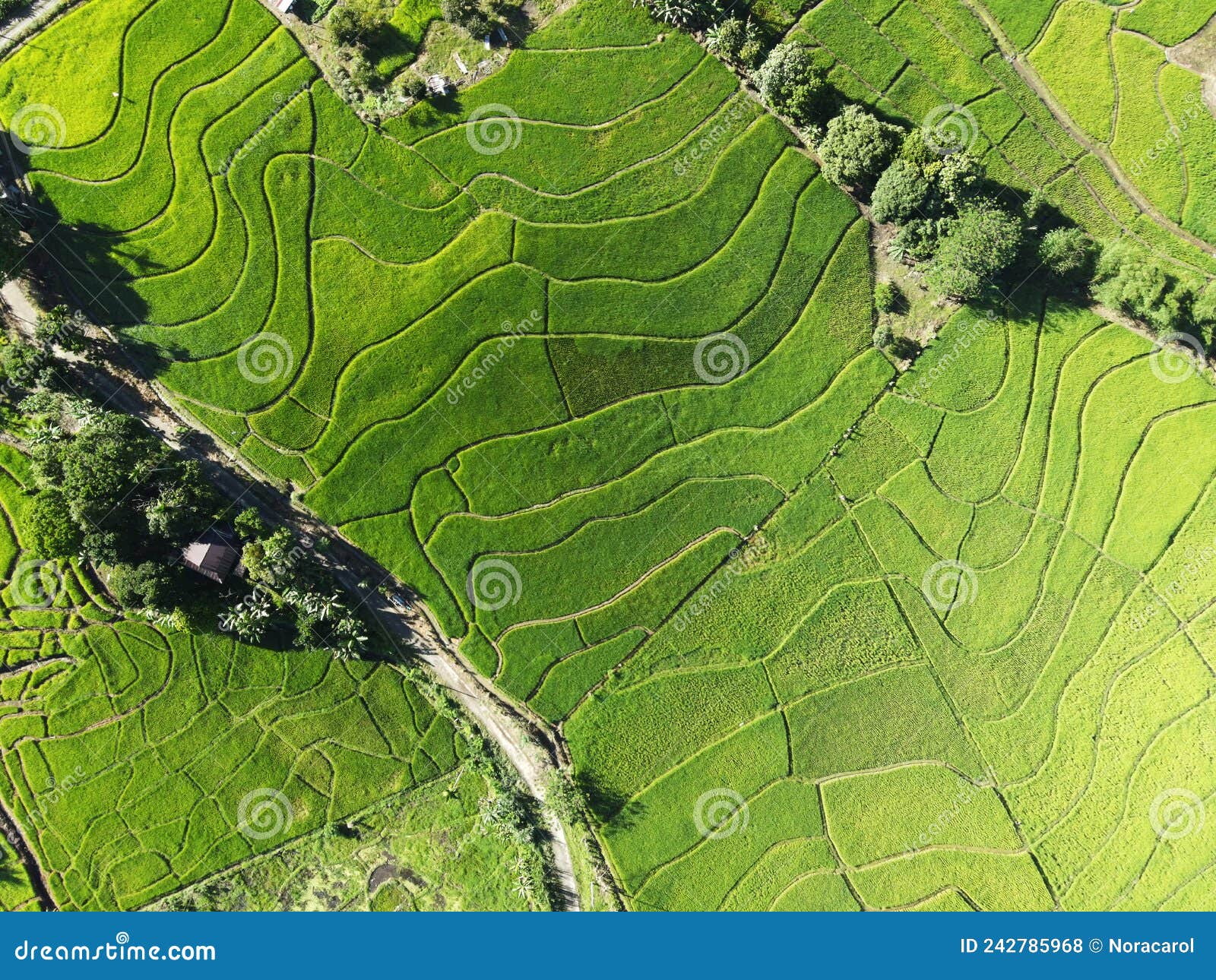Directly View of a Pattern of Paddy Field Stock Photo - Image of kota ...