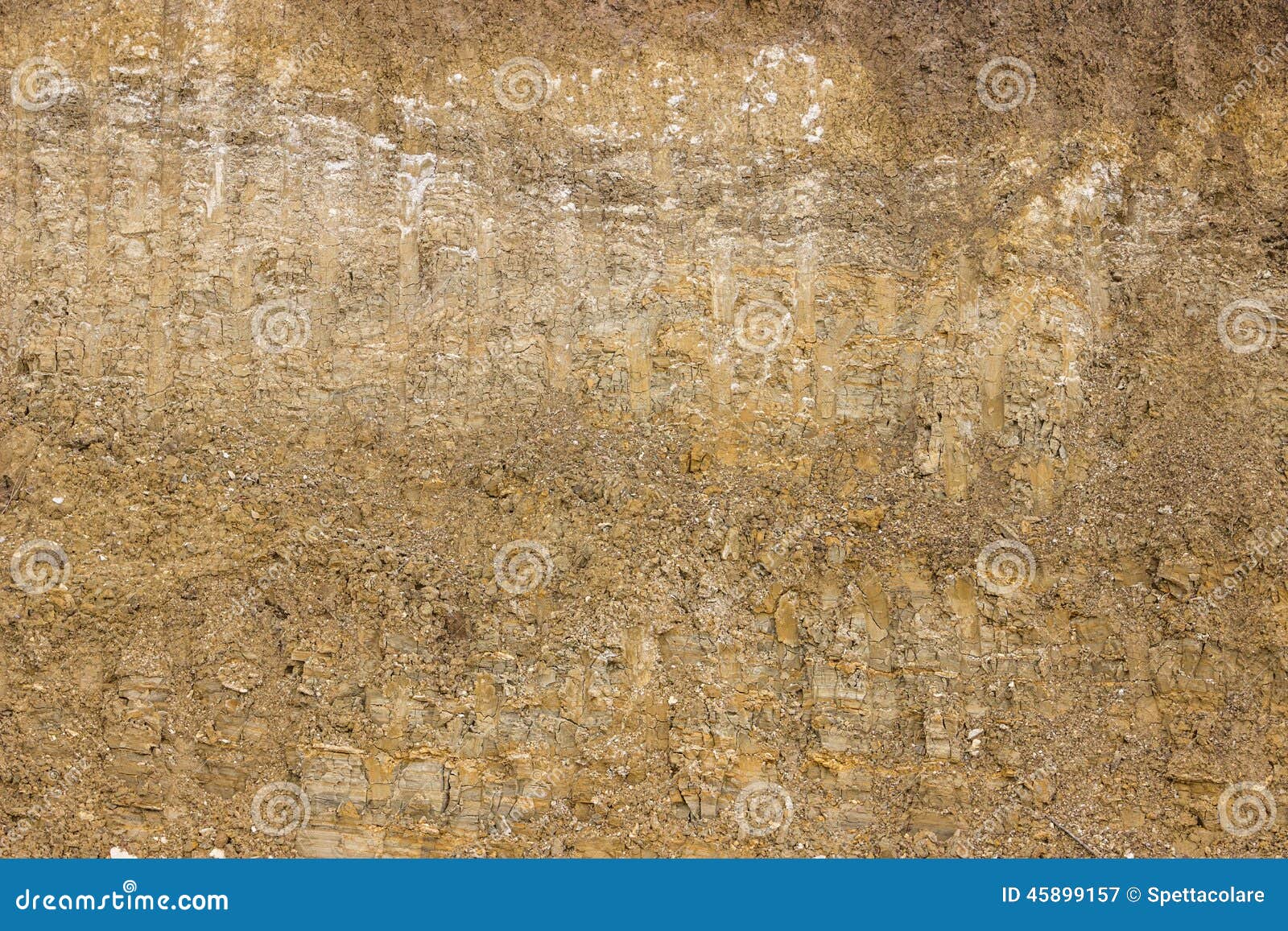 Frog Cross Section Stock Photos - Free & Royalty-Free Stock Photos from ...