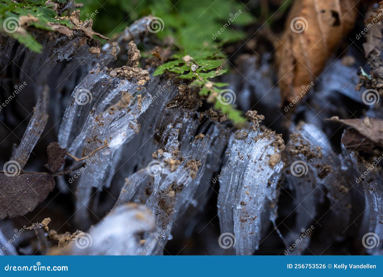 Dirt Clings To the Tips of Needle Ice Stock Photo - Image of frozen ...