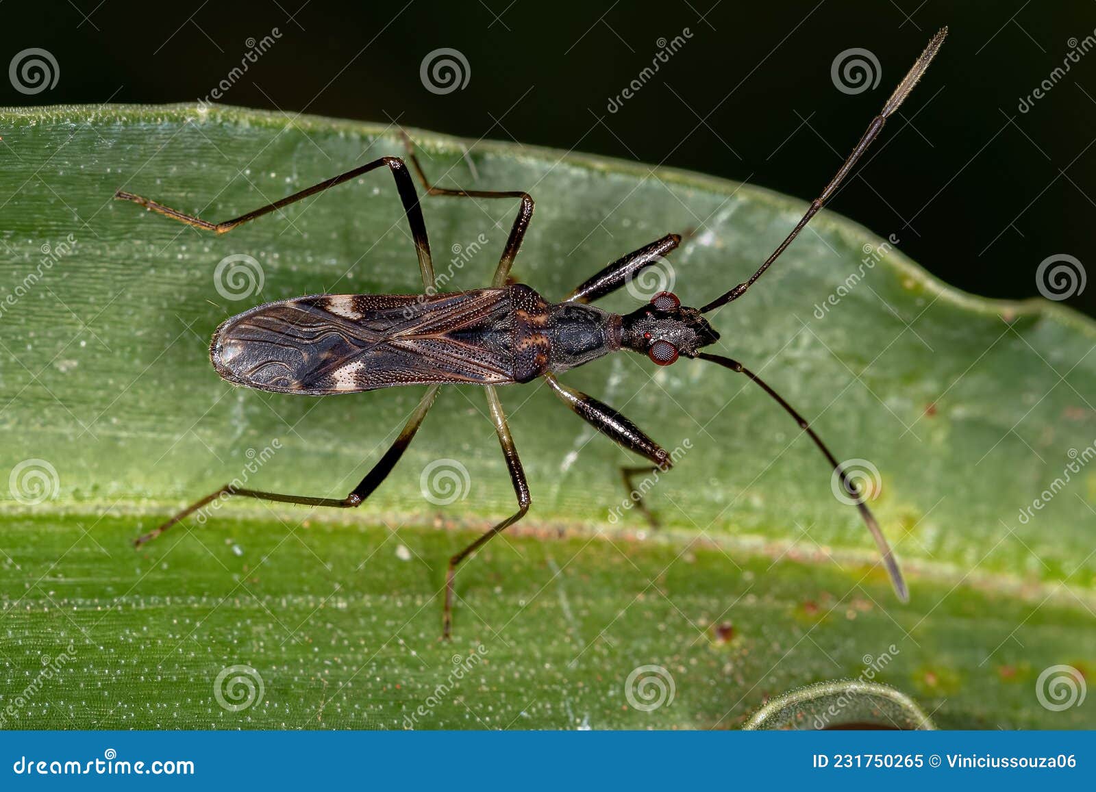 Dirt-colored Seed Bug stock image. Image of hemiptera - 231750265