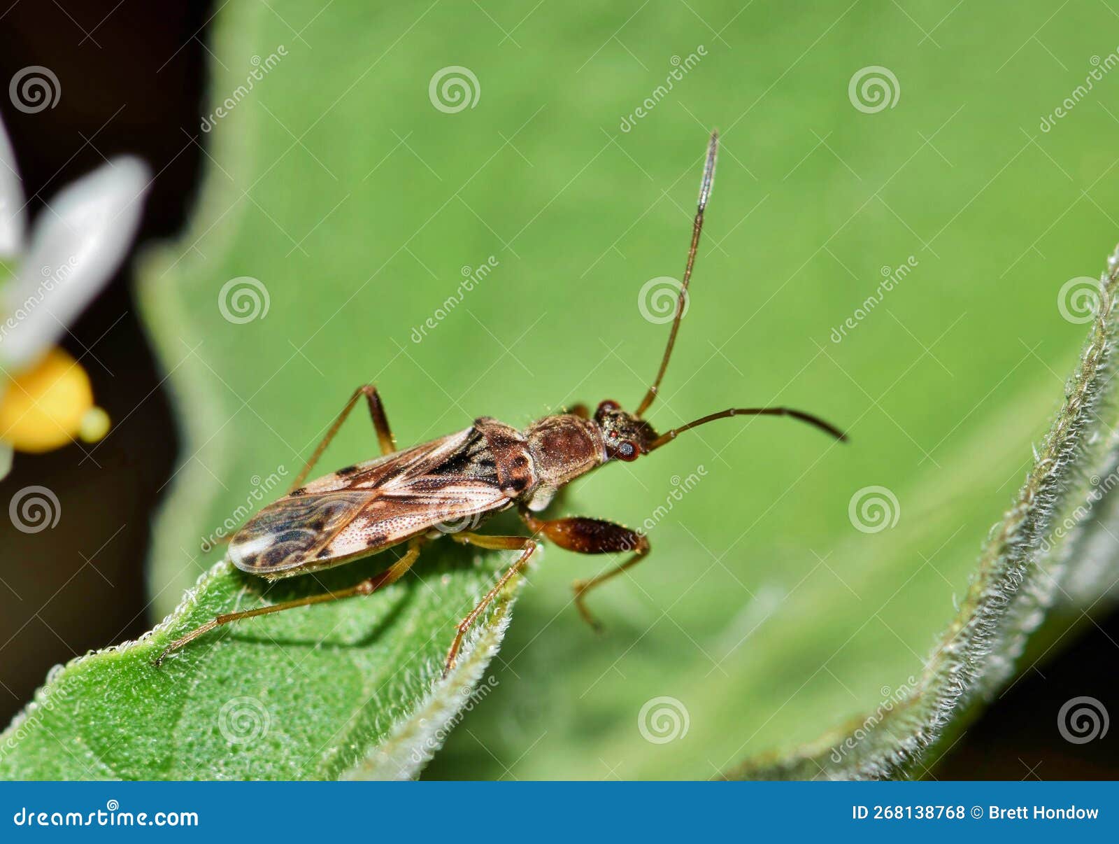 Dirt-colored Seed Bug on a Tree Leaf at Night in Houston, TX. Stock ...