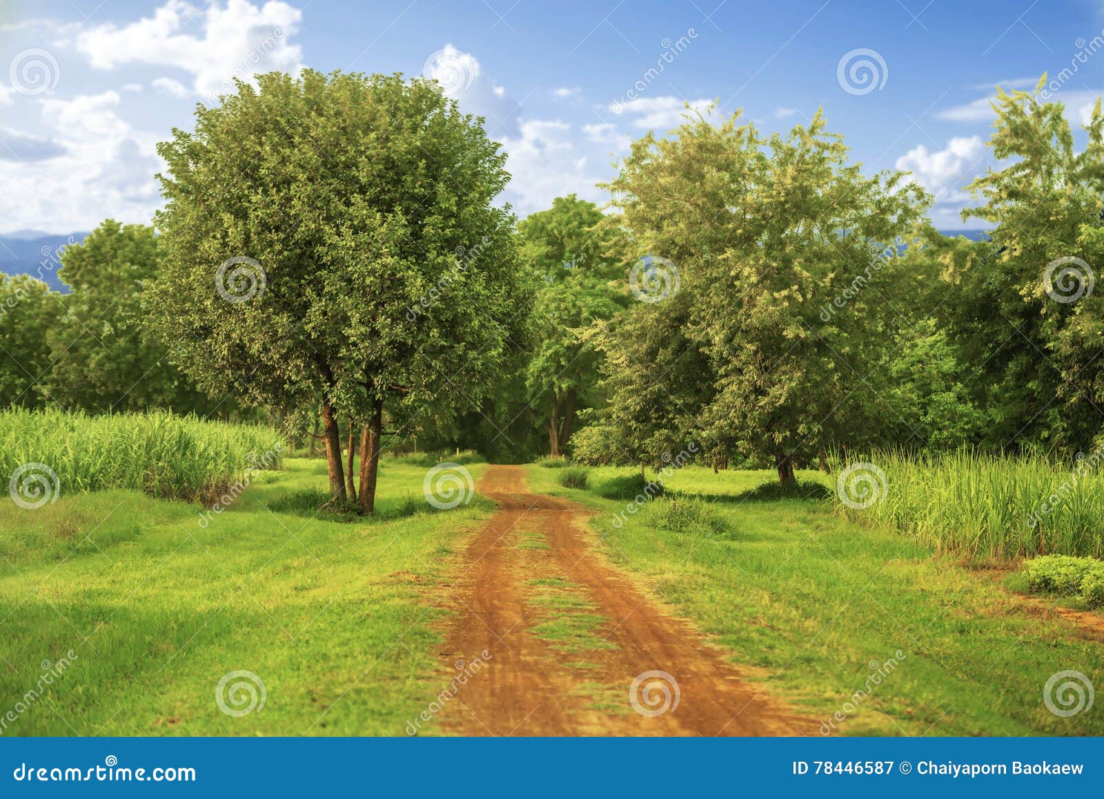 Dirt Country Road on Summer Sunset Stock Image - Image of backdrop ...