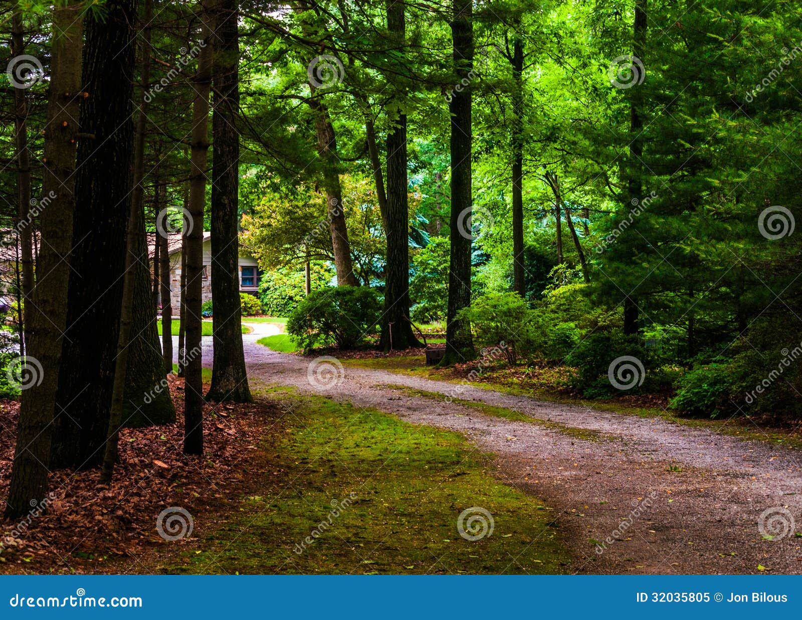 Dirt Driveway To a House in a Pine Forest. Stock Image - Image of ...