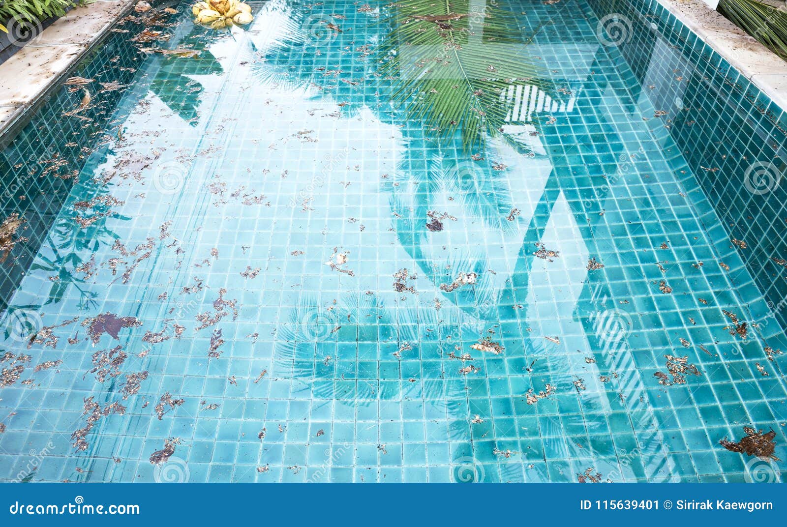 Dirt Floating on Clear Swimming Pool Water Surface Stock Image - Image ...