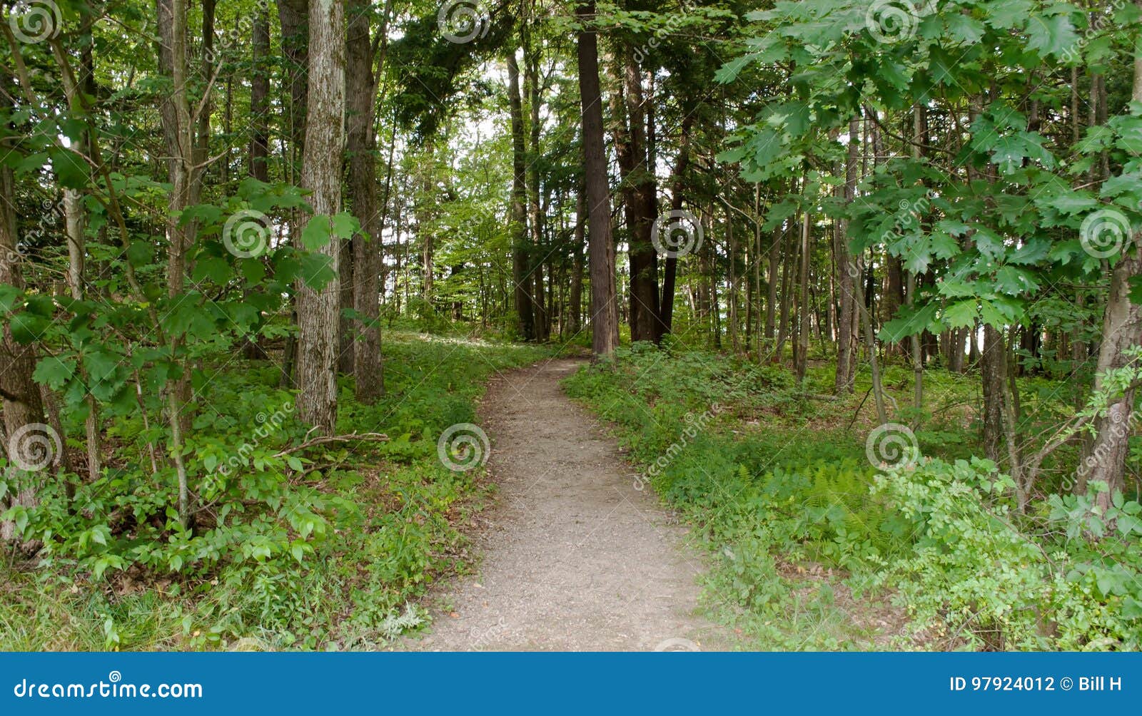 A Dirt Foot Path in the Woods Stock Photo - Image of summer, forest ...