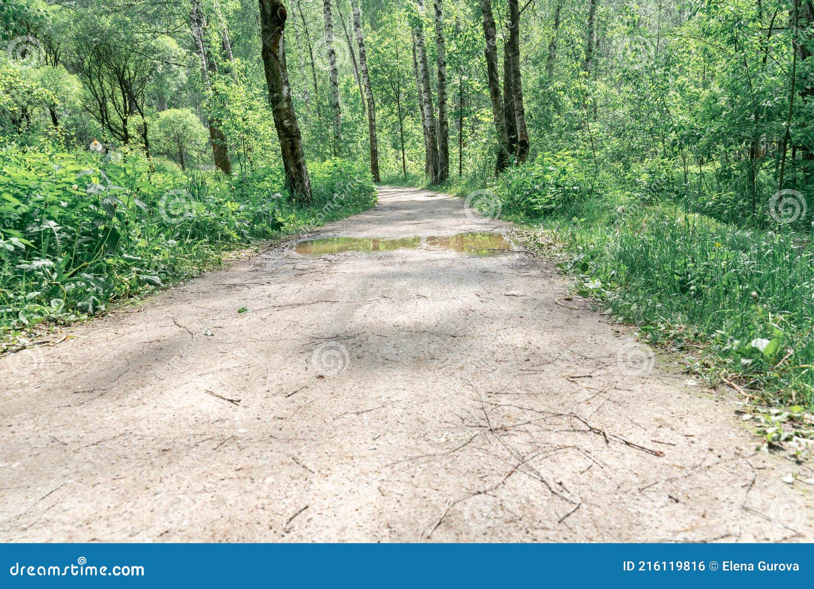 Dirt Forest Path after Rain. Summer Landscape Stock Photo - Image of ...