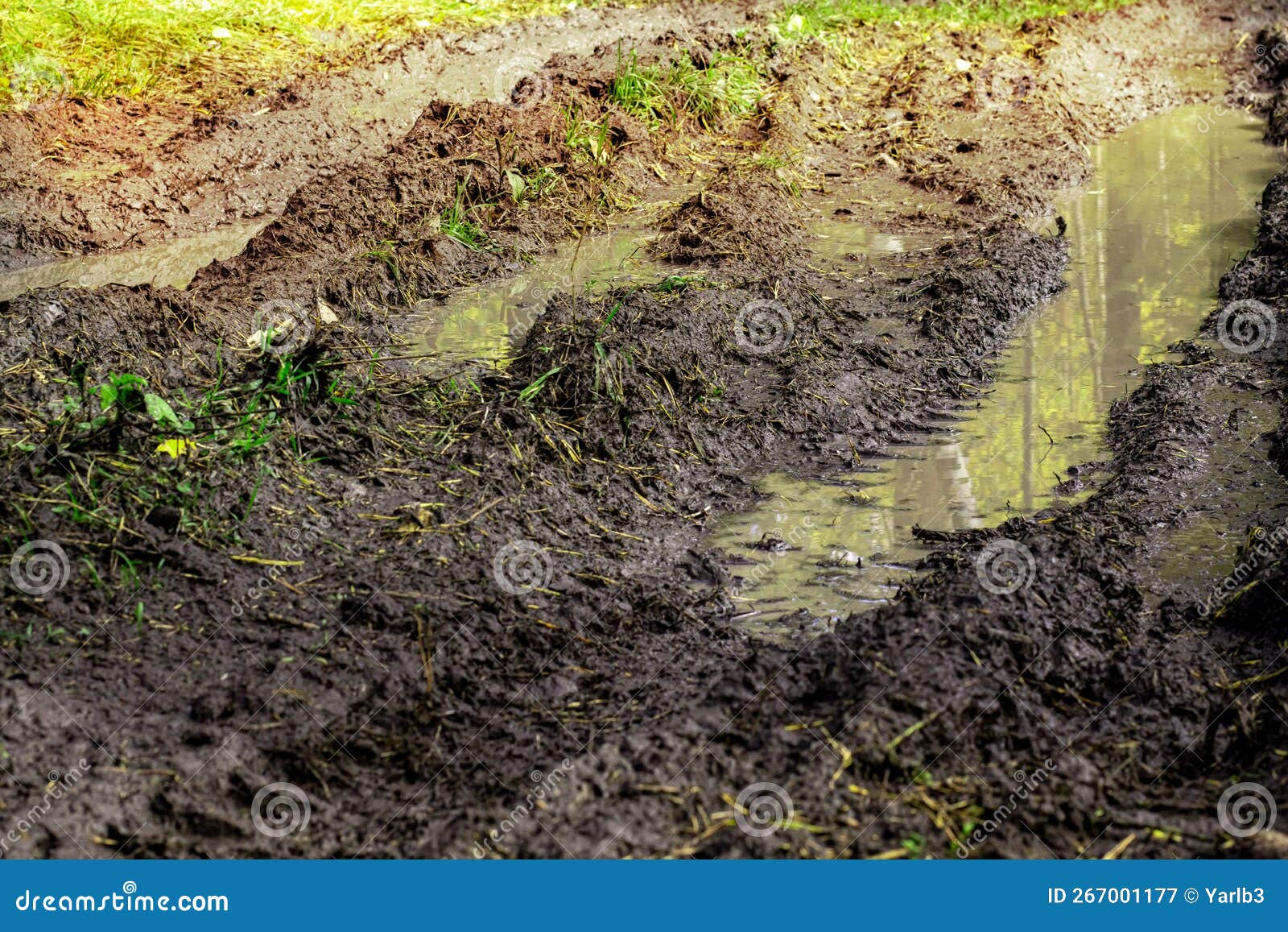 Dirt Forest Road in the Forest, Big Mud Puddle Stock Image - Image of ...