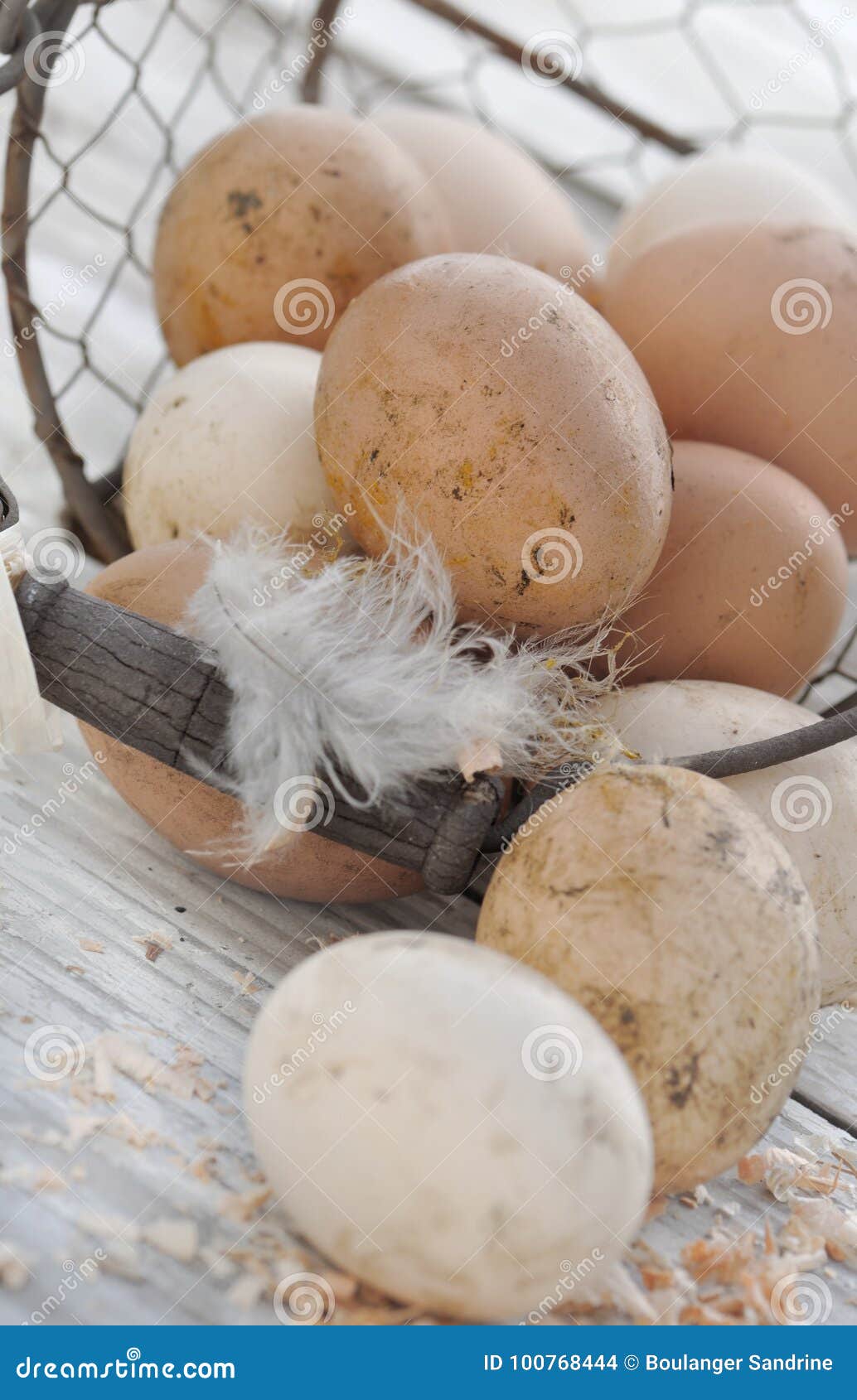 Dirt fresh eggs in basket stock photo. Image of basket - 100768444
