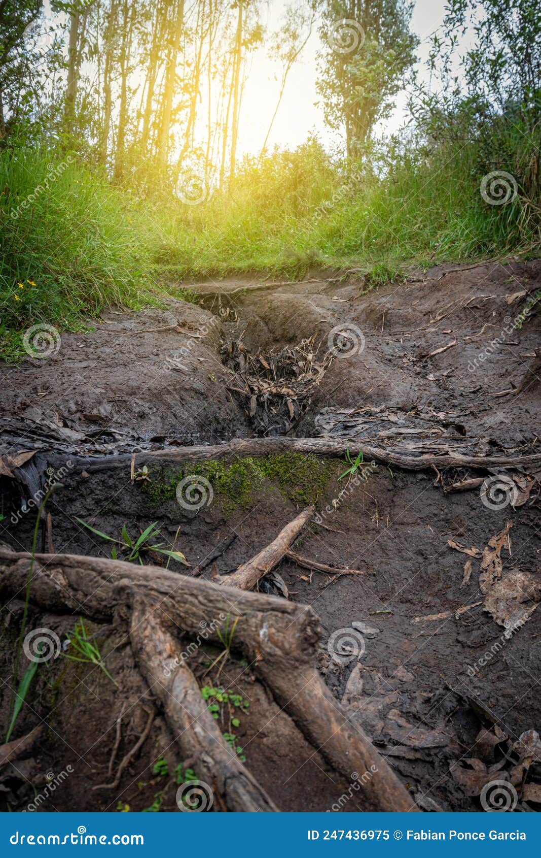 Dirt and Mud Trail Background in the Middle of a Forest Stock Image ...
