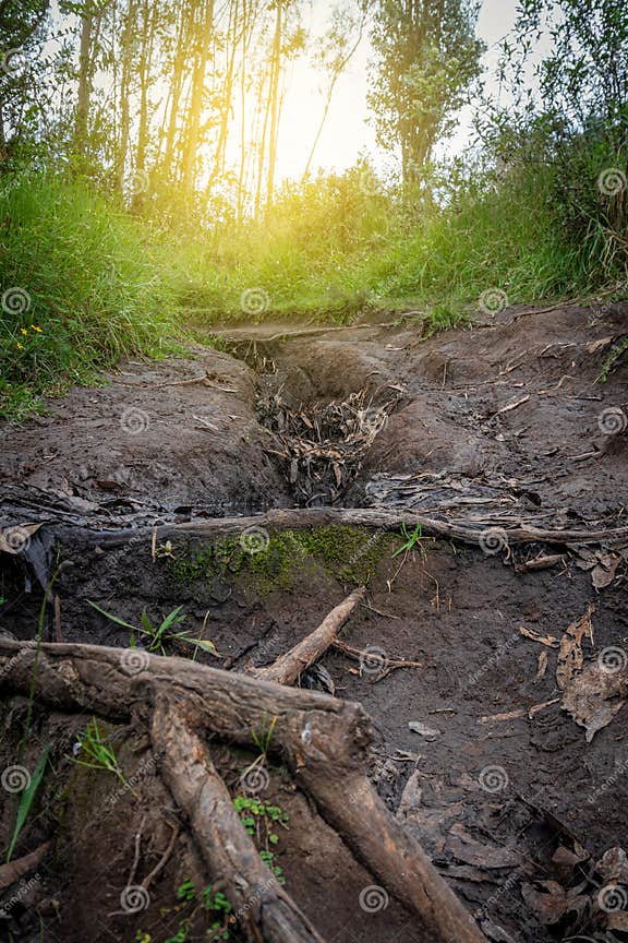 Dirt and Mud Trail Background in the Middle of a Forest Stock Image ...