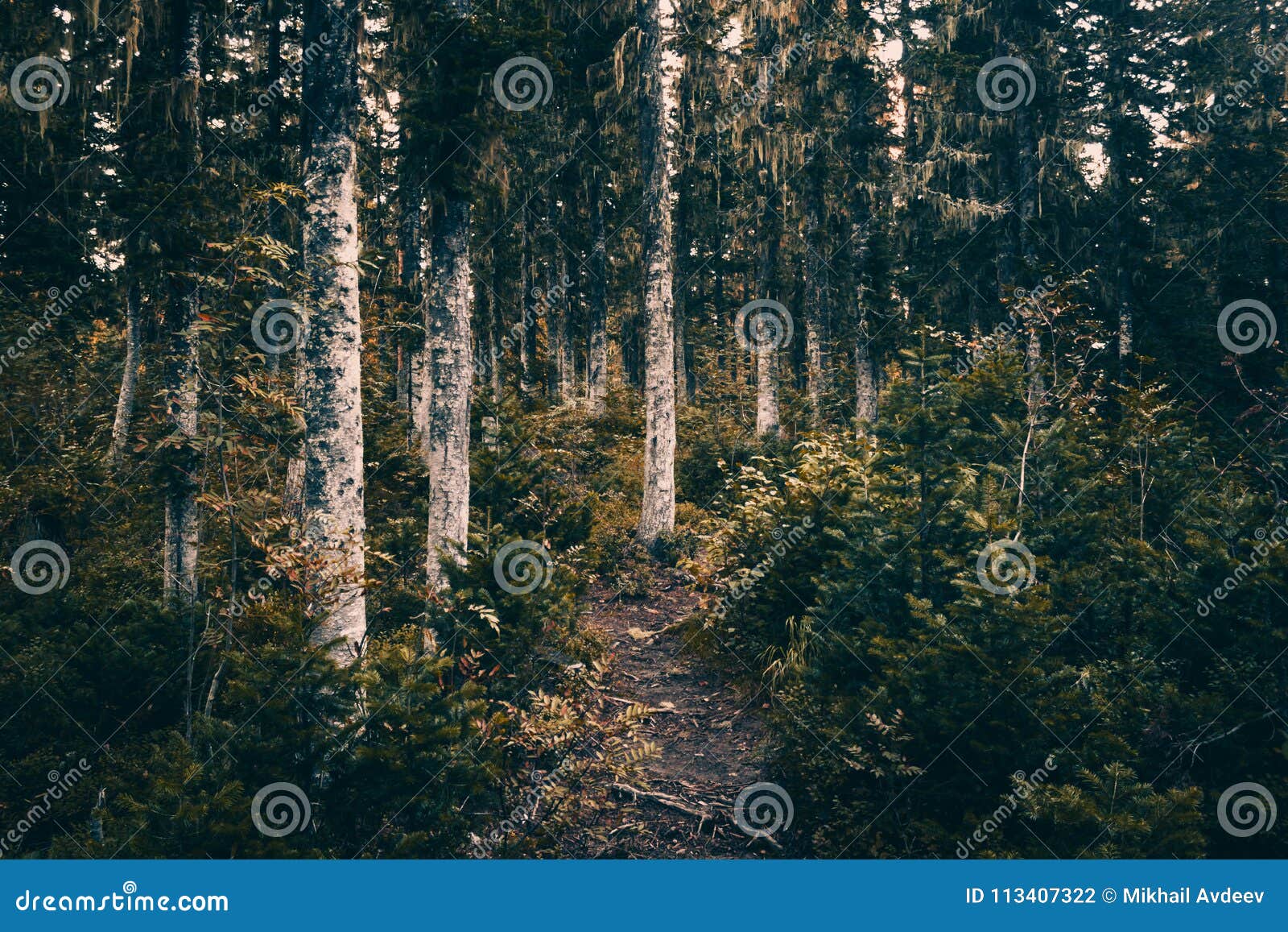 A Dirt Path in the Coniferous Forest Stock Photo - Image of path ...