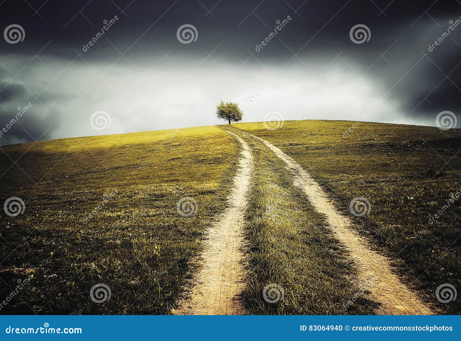 Dirt Path Through Field Picture. Image: 83064940