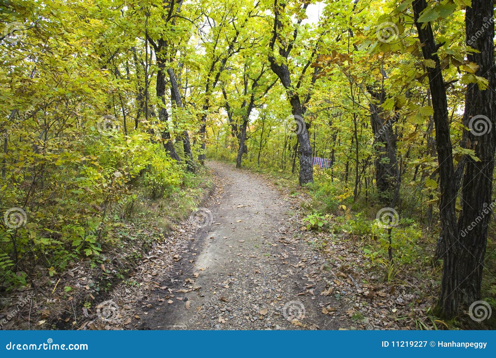 Dirt path in forest stock image. Image of natural, woods - 11219227