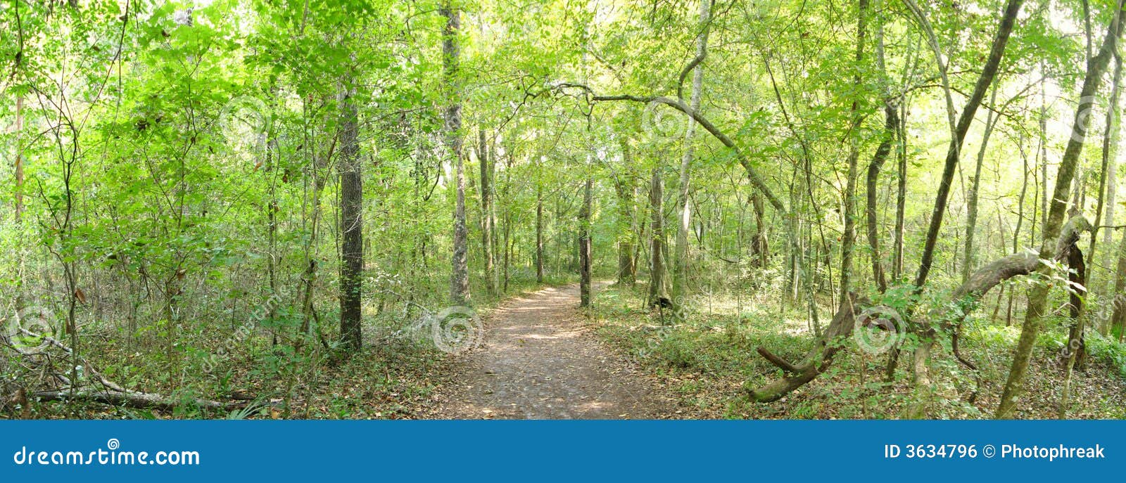Dirt path in forest stock photo. Image of panorama, shape - 3634796