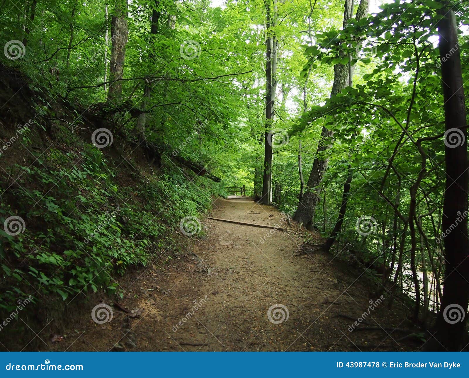 Dirt Path in Forest stock photo. Image of plant, growth - 43987478
