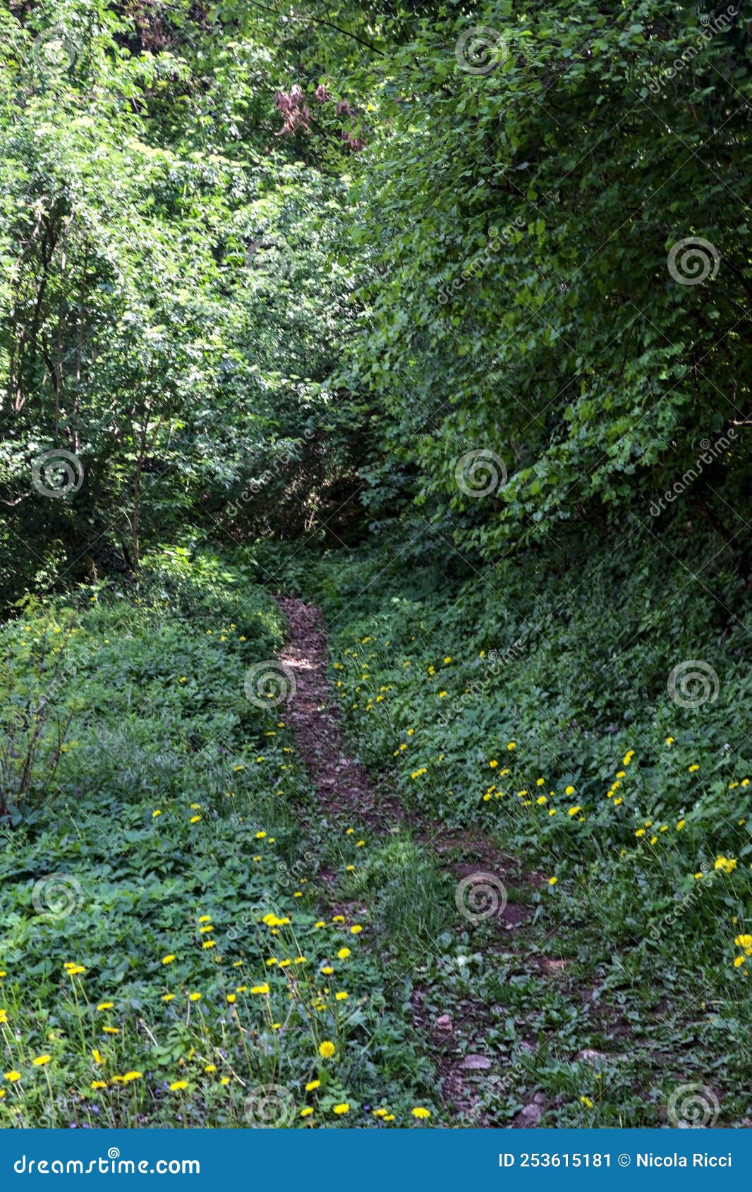 Dirt path in a forest stock image. Image of rural, green - 253615181