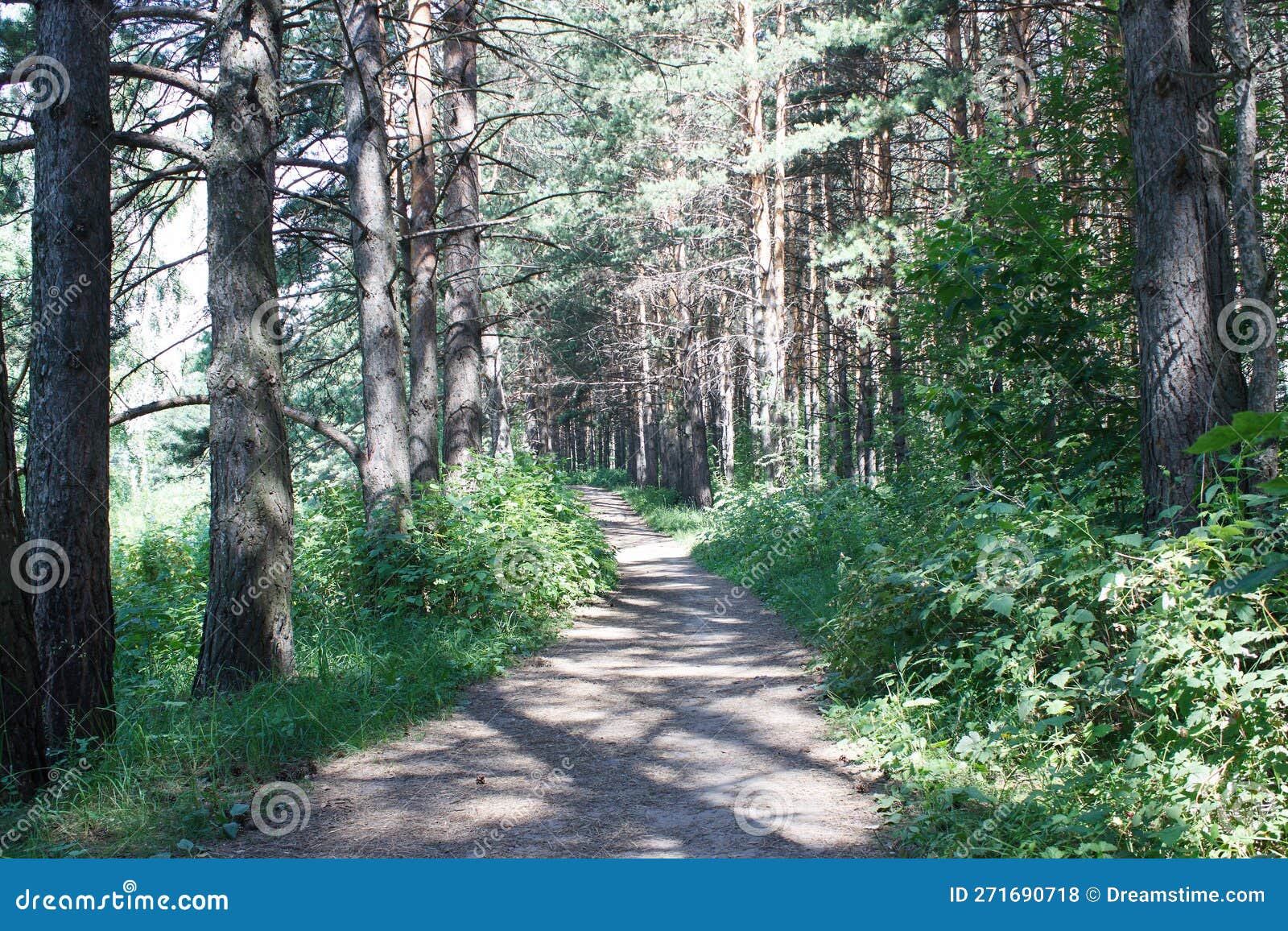 Dirt path in the forest stock photo. Image of bright - 271690718