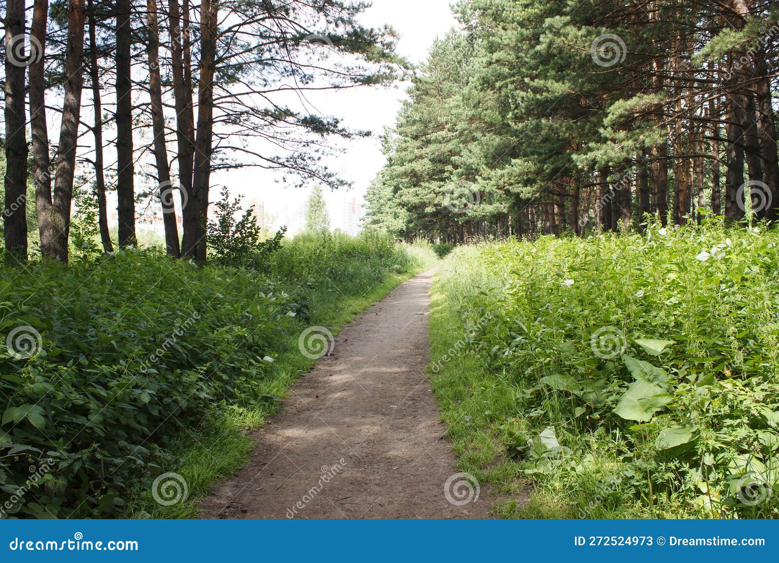 Dirt path in the forest stock image. Image of dirt, tree - 272524973