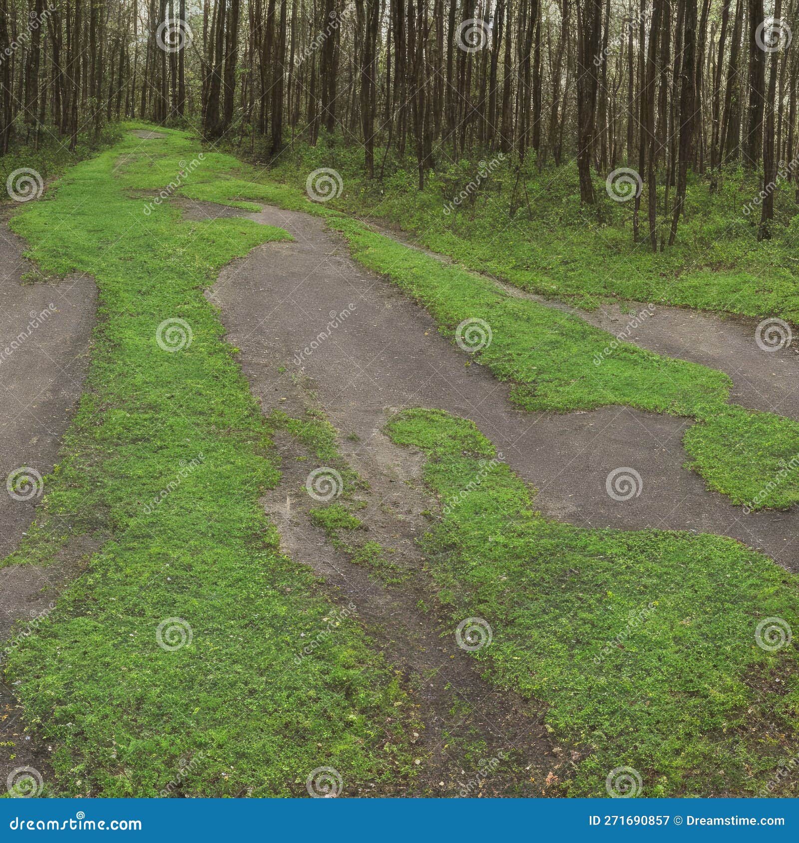 A Dirt Path in a Forest, with Tree, Grass and Ground. Generated with AI ...