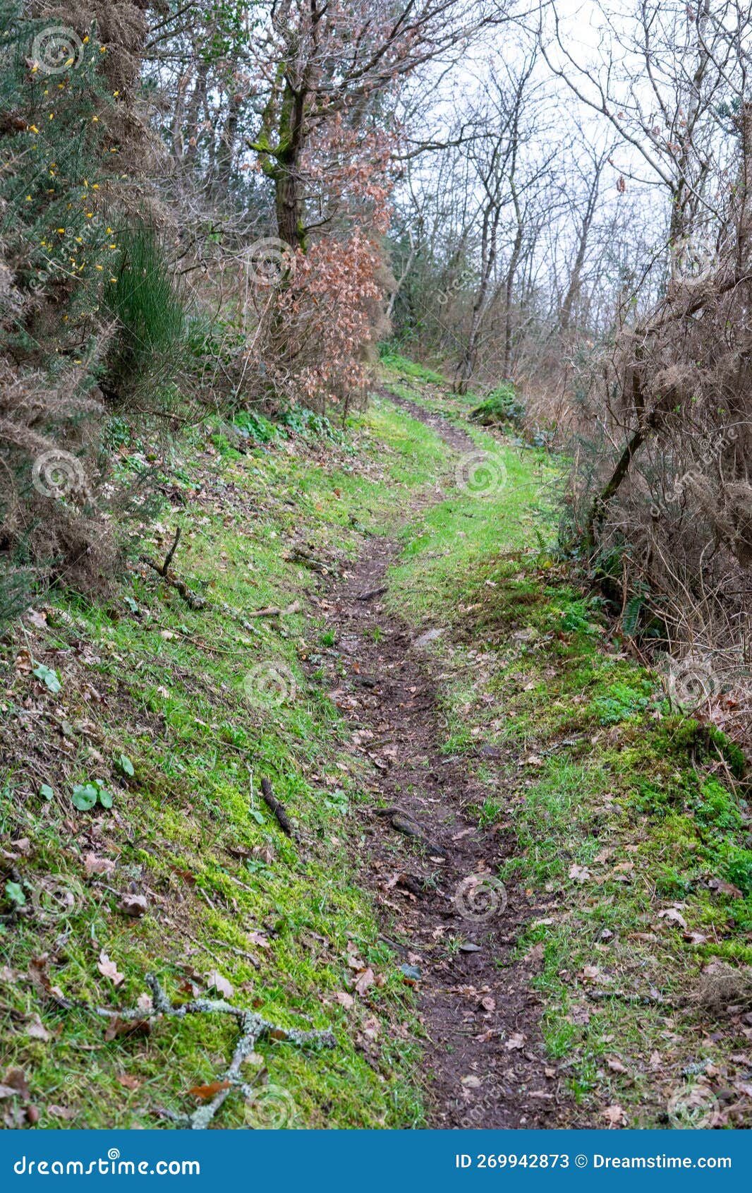 Dirt Path in the Forest. Path for Travelers, Hikers Stock Image - Image ...